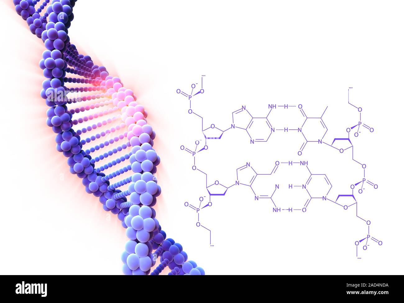 DNA strand. Computer artwork showing the double helix structure of a ...