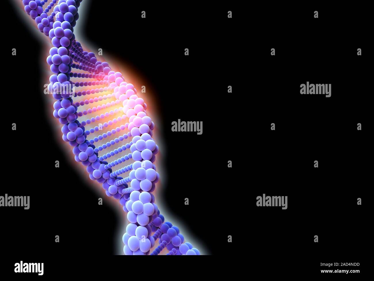 DNA strand. Computer artwork showing the double helix structure of a ...