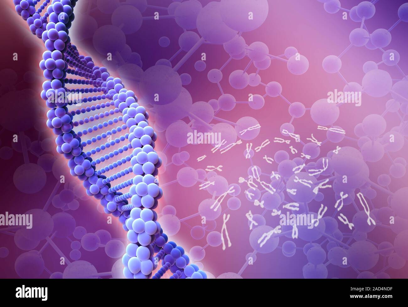 DNA strand. Computer artwork showing the double helix structure of a ...