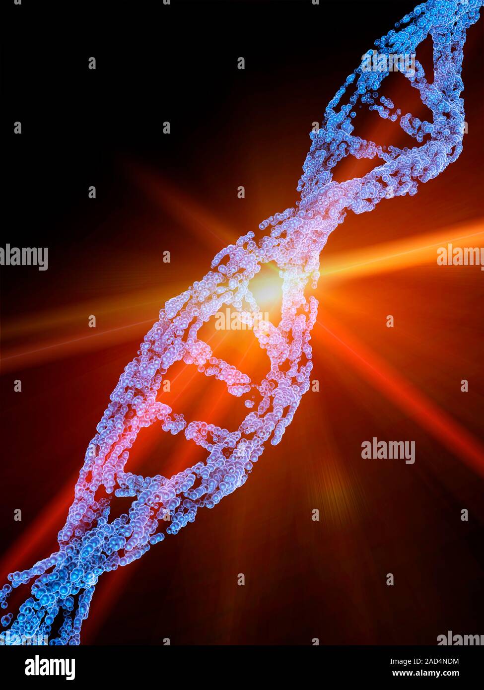 DNA strand. Computer artwork showing the double helix structure of a ...