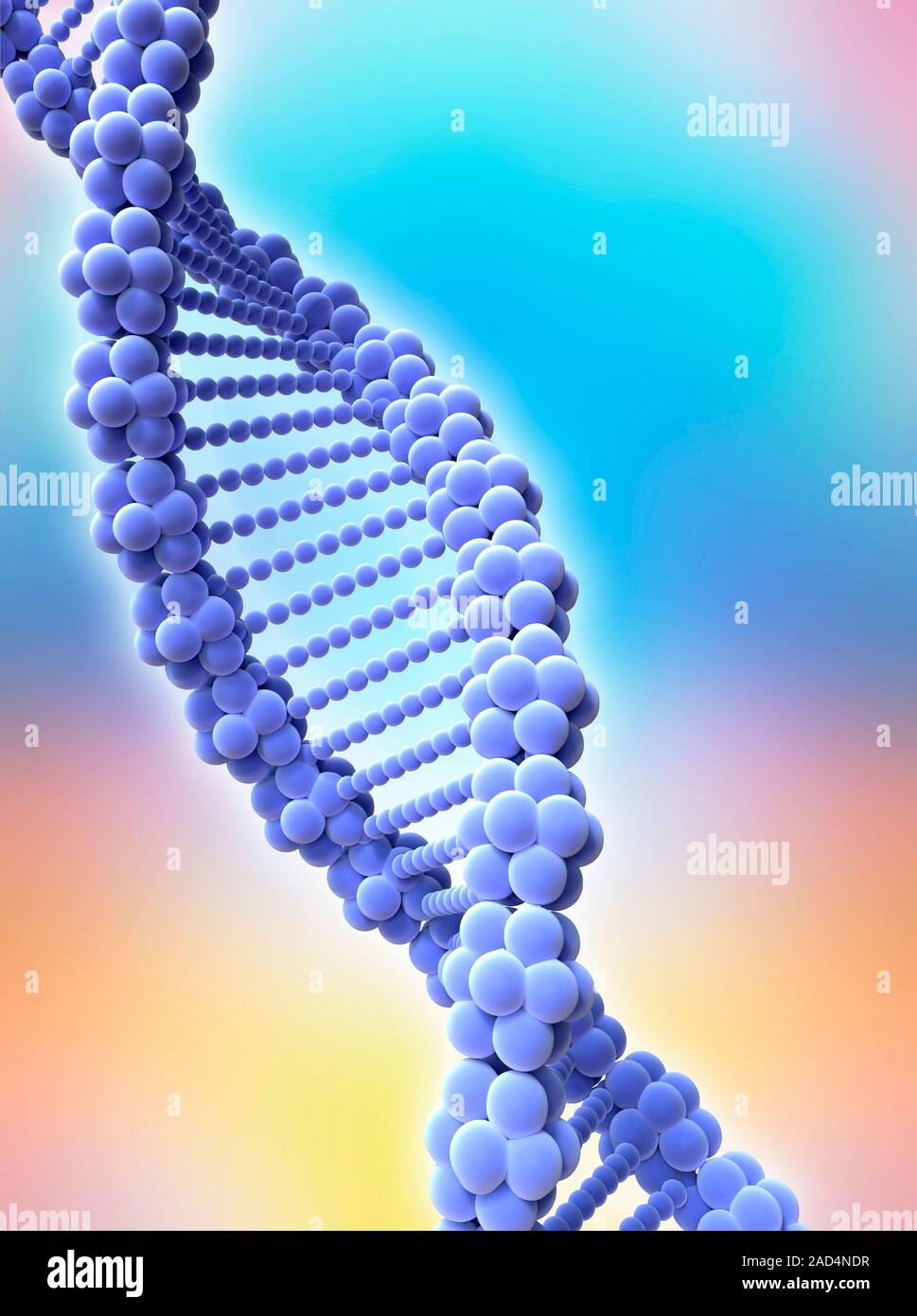 DNA strand. Computer artwork showing the double helix structure of a ...
