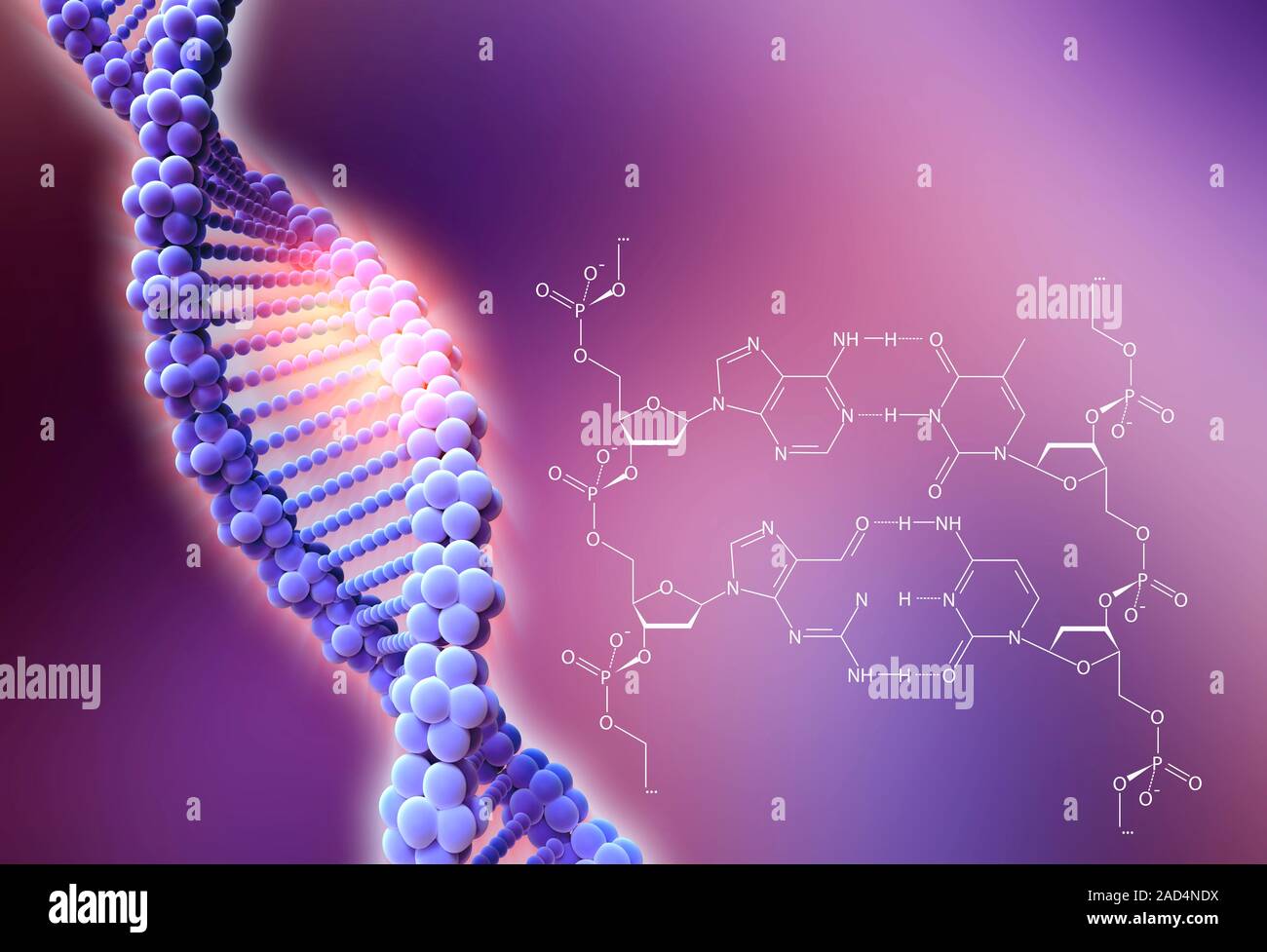 DNA strand. Computer artwork showing the double helix structure of a ...