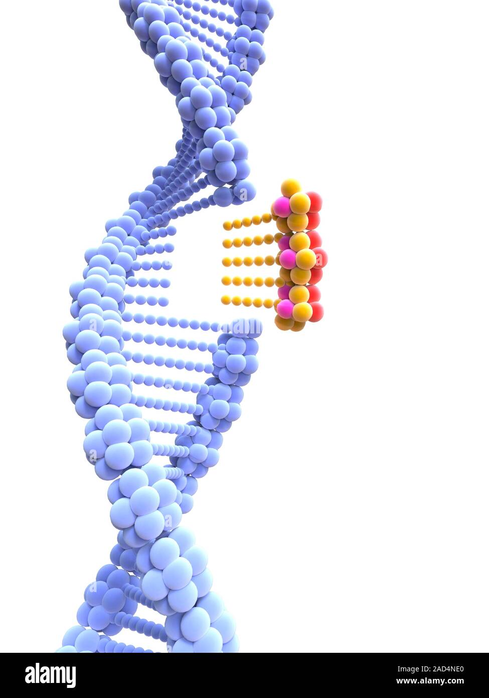 DNA strand. Computer artwork showing the double helix structure of a ...
