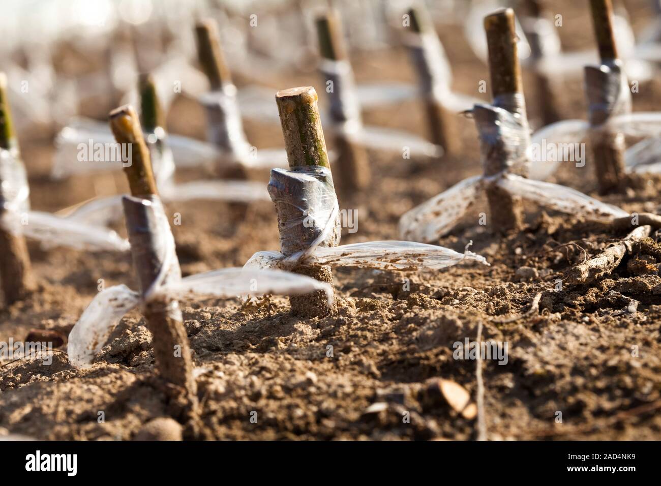 Healing cleft graft on a cherry tree Stock Photo - Alamy