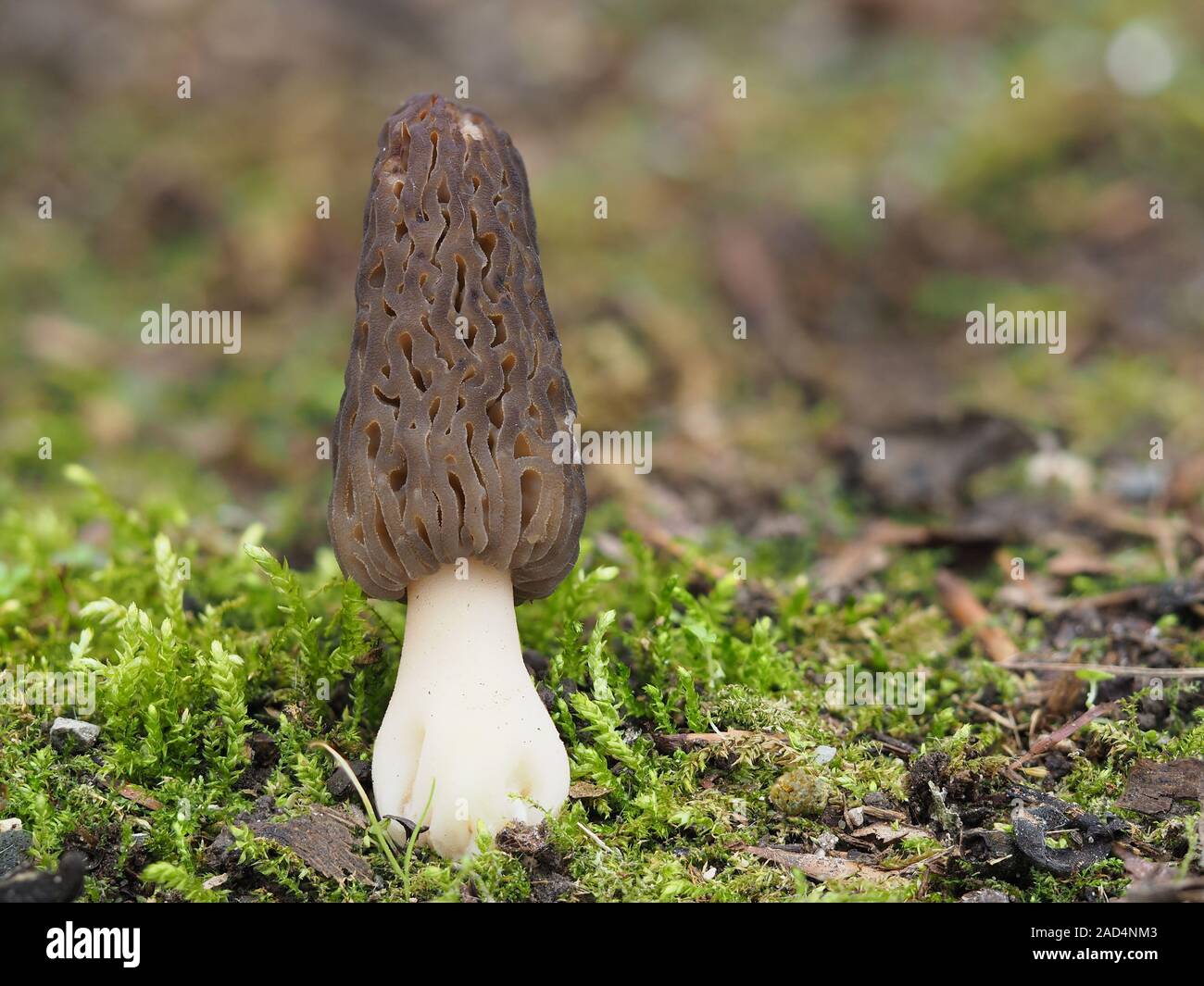 Black morel, Morchella conica, Morchella elata Stock Photo - Alamy