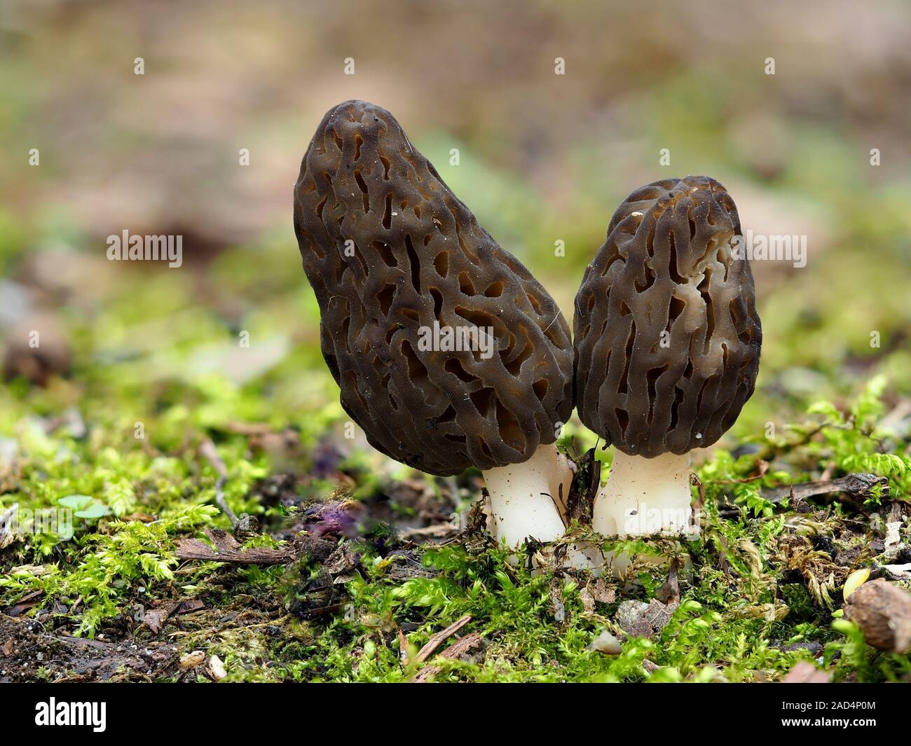 Black morel, Morchella conica, Morchella elata Stock Photo - Alamy