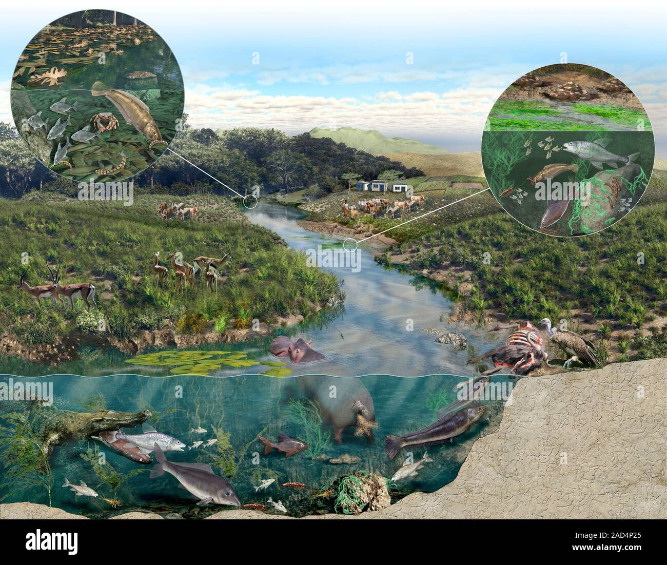 Kenya river basin ecosystem. Illustration of three interconnected food ...