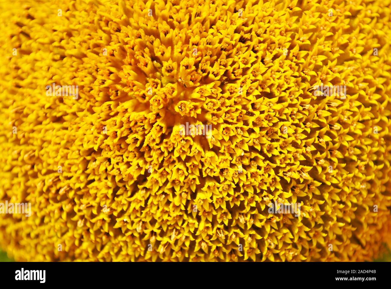 Blooming sunflower, flower close up, petals, pistils close up detail ...