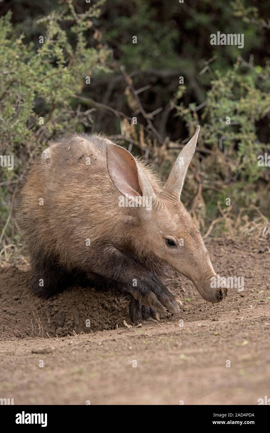 The Aardvark (Orycteropus afer) is a burrowing insectivorous mammal and ...