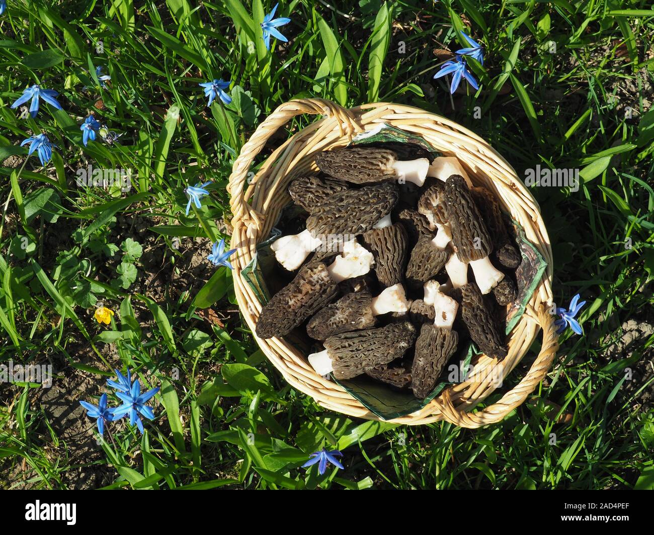 Black morels hi-res stock photography and images - Alamy