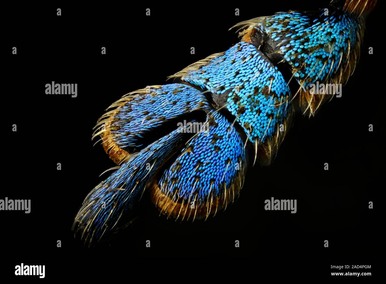 Weevil leg. Close-up of the upper side of the leg of a weevil (Eupholus ...