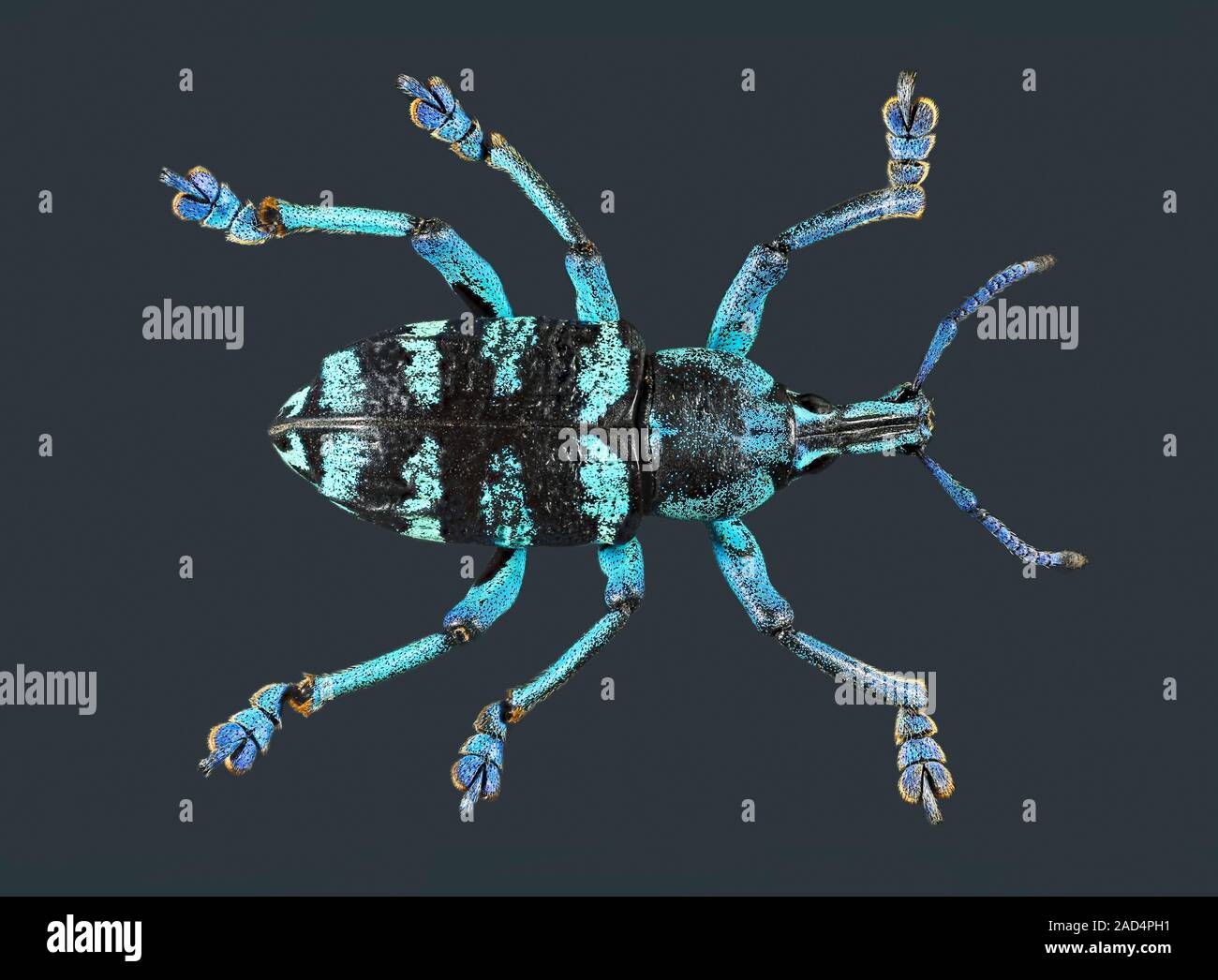 Weevil. Upper side of a weevil (Eupholus linnei), showing its antennae ...