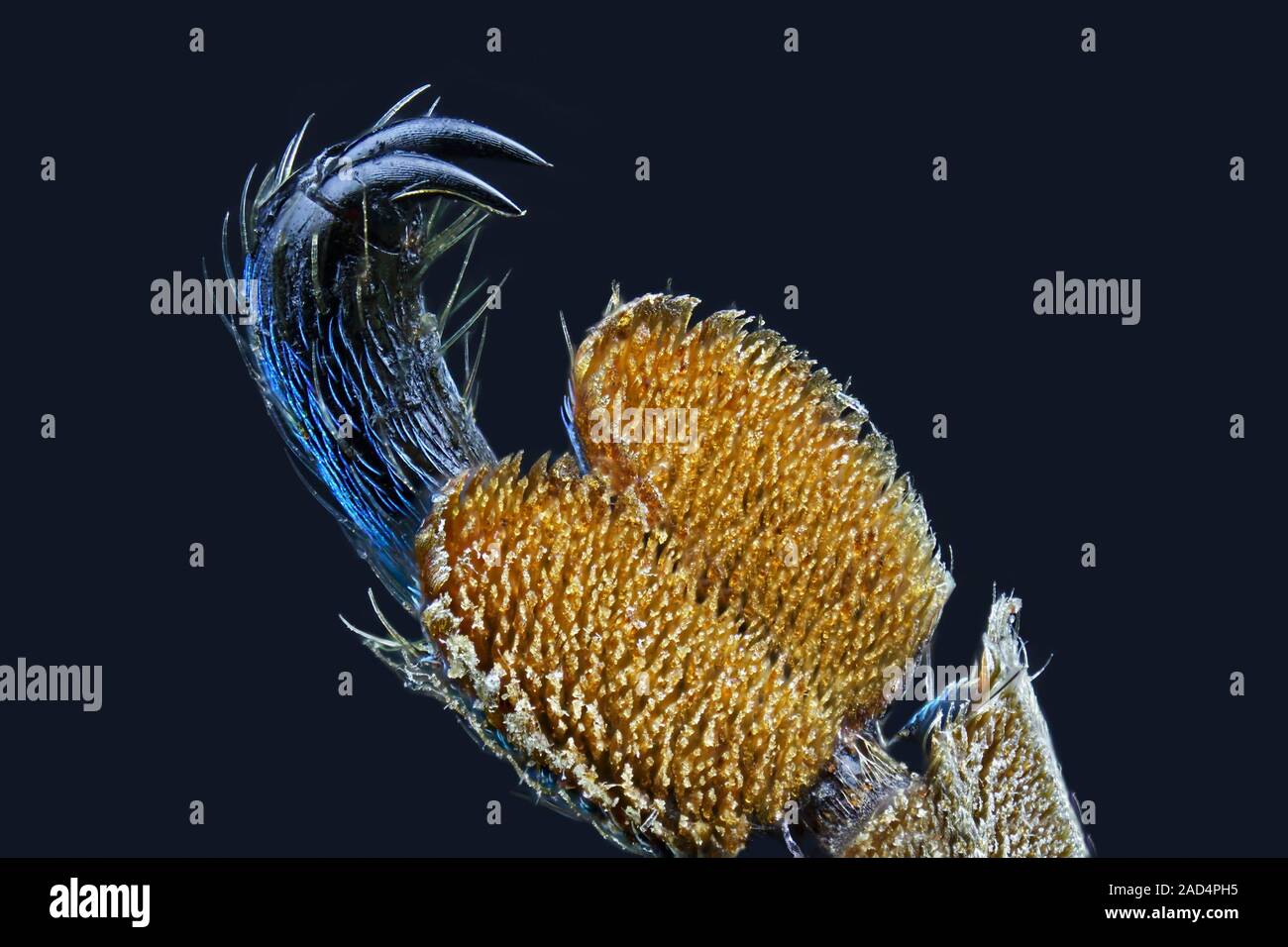 Weevil leg. Close-up of the underside side of the leg of a weevil ...