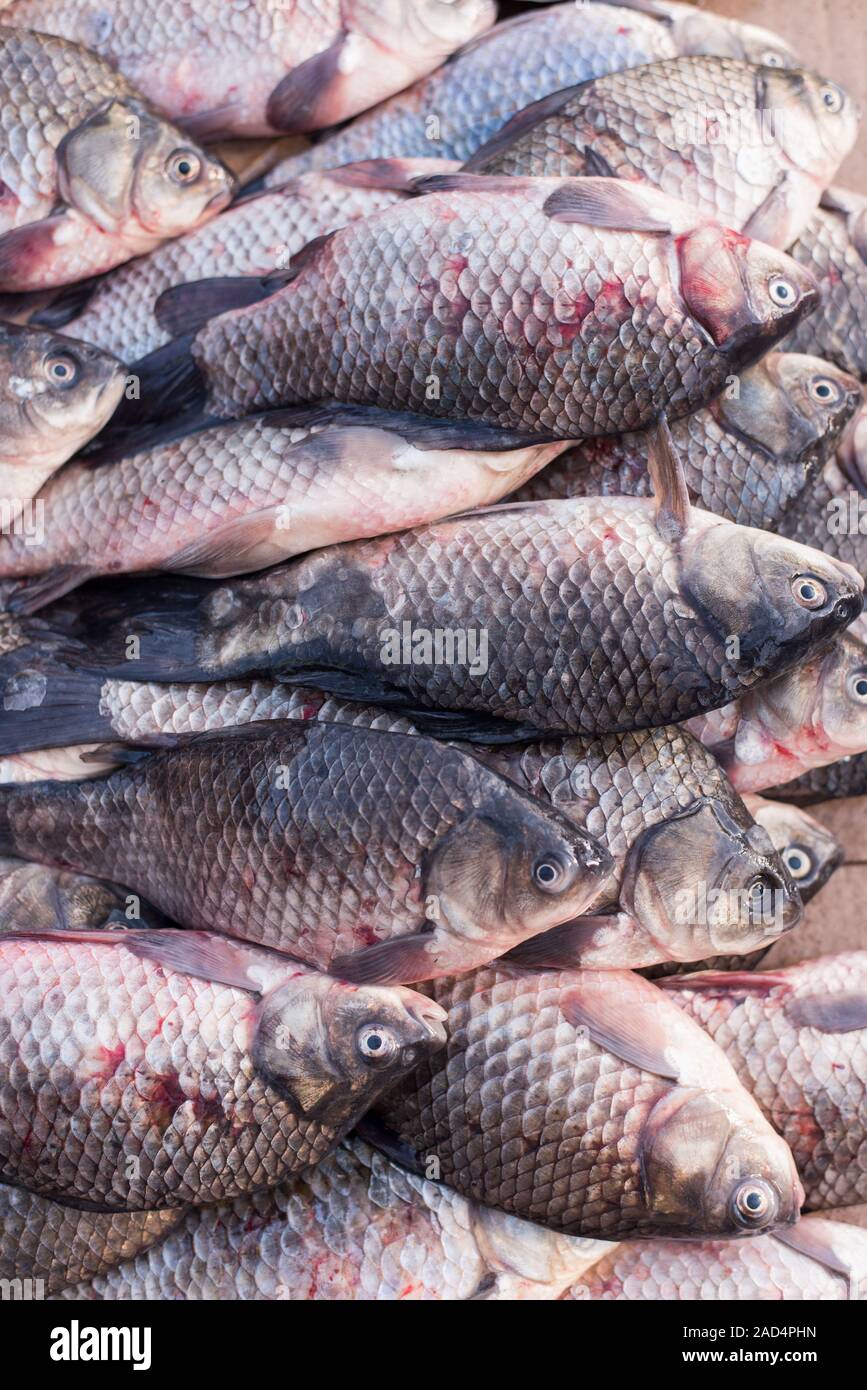 Multiple rows various raw hi-res stock photography and images - Alamy