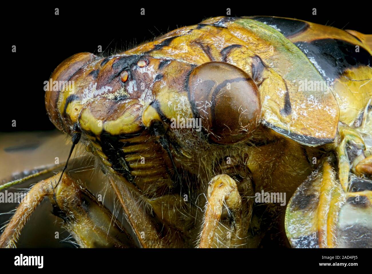 Cicada head. Close-up of the head of a cicada (Platypleura sp ...