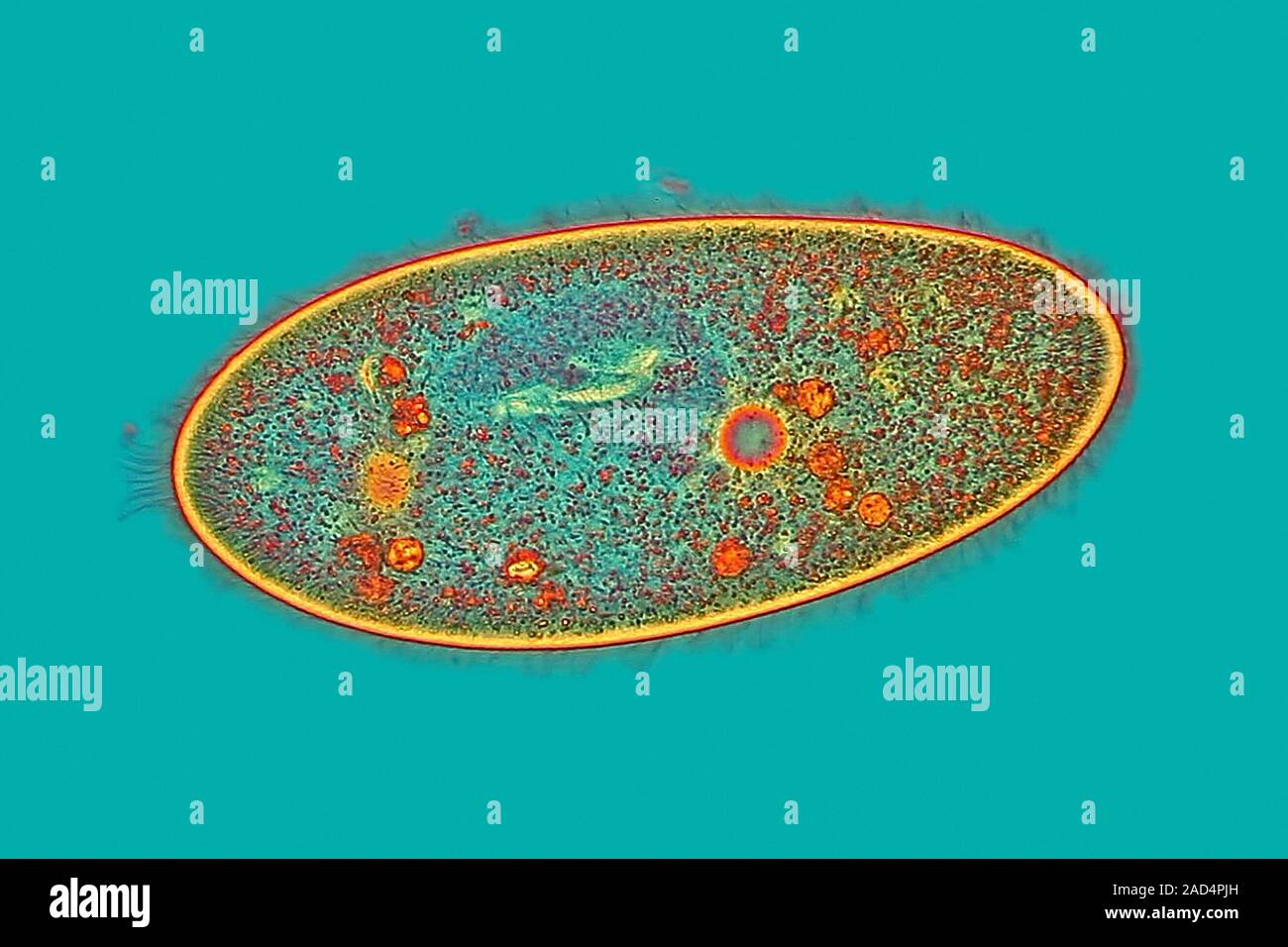 Paramecium Under Microscope 100x Labeled
