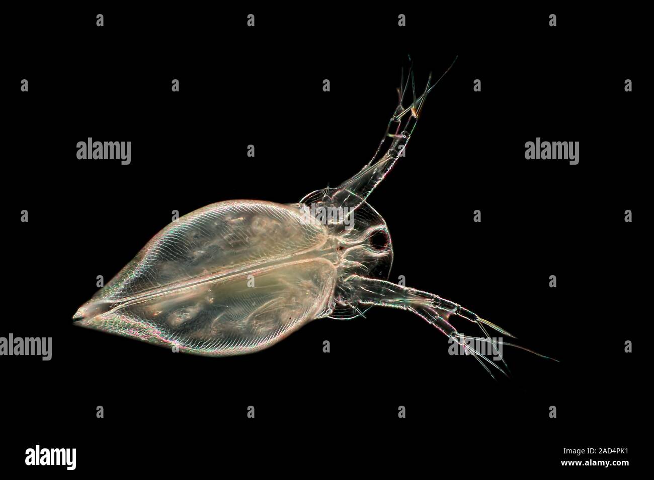 Waterflea (Daphnia sp.). Darkfield illuminated light micrograph of the upper side of a water ...
