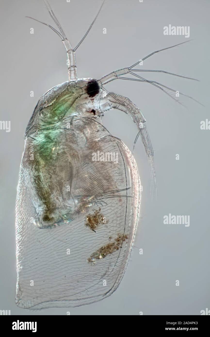 Waterflea (Daphnia sp.) antenna. Brightfield illuminated light micrograph of the antenna of a ...