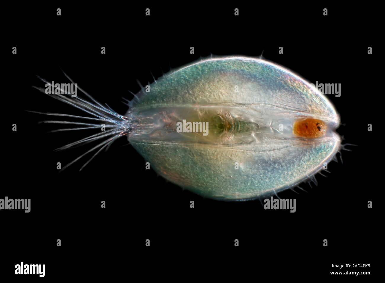 Ostracod. Darkfield illuminated light micrograph of an ostracod ...