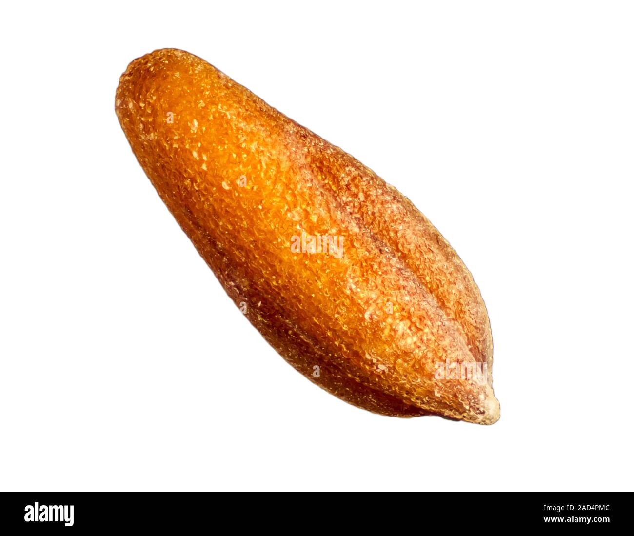 Light micrograph of a seed grain of Lepidium sativum, Garden Cress ...