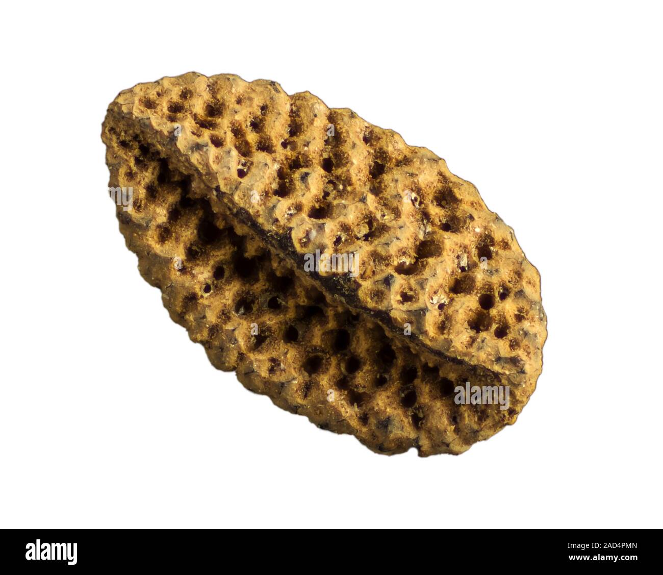 Light micrograph of a seed grain of Phacelia tanacetifolia ...