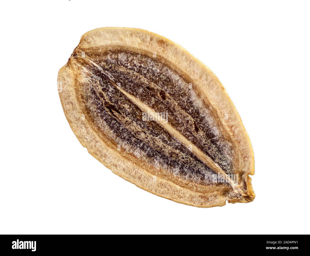 Light micrograph of a seed grain of Anethum graveolens, dill herb ...