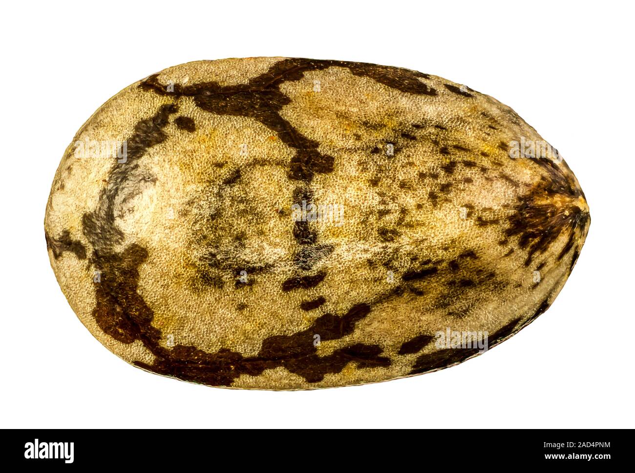 Light micrograph of a seed grain of Salvia hispanica, Chia. Chia seeds ...