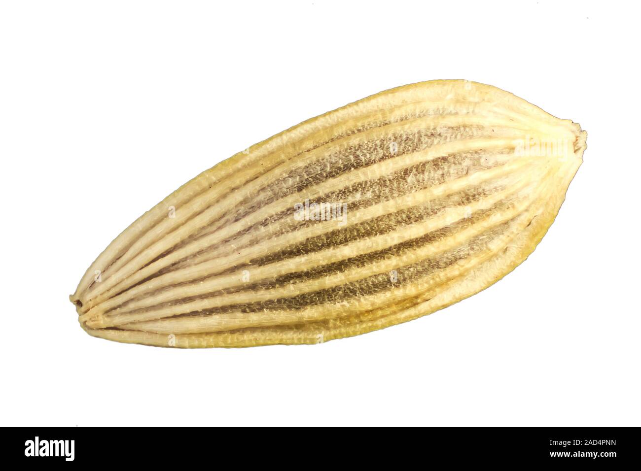 Light micrograph of a seed grain of Lactuca sativa var. capitata ...