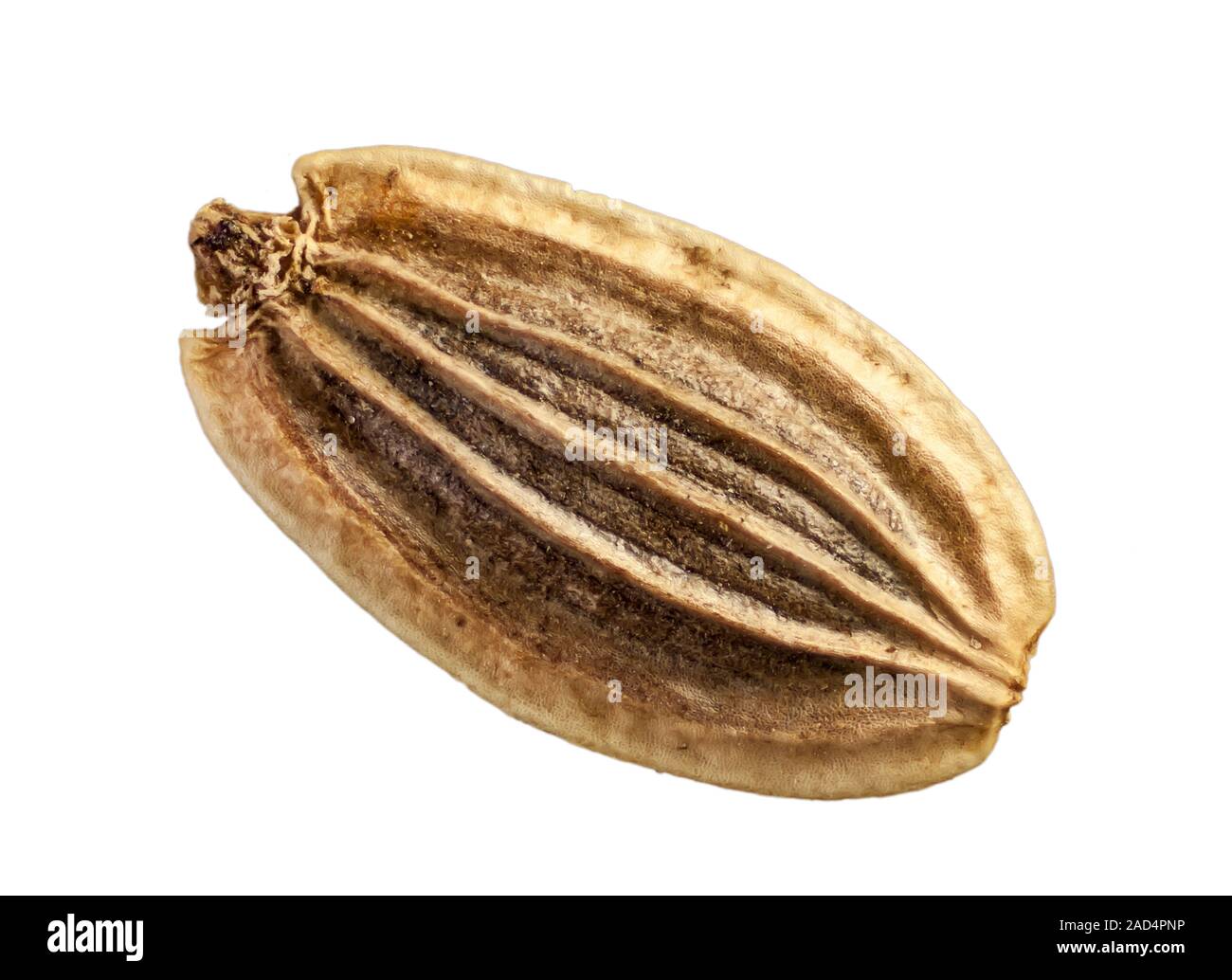 Light micrograph of a seed grain of Anethum graveolens, dill herb ...