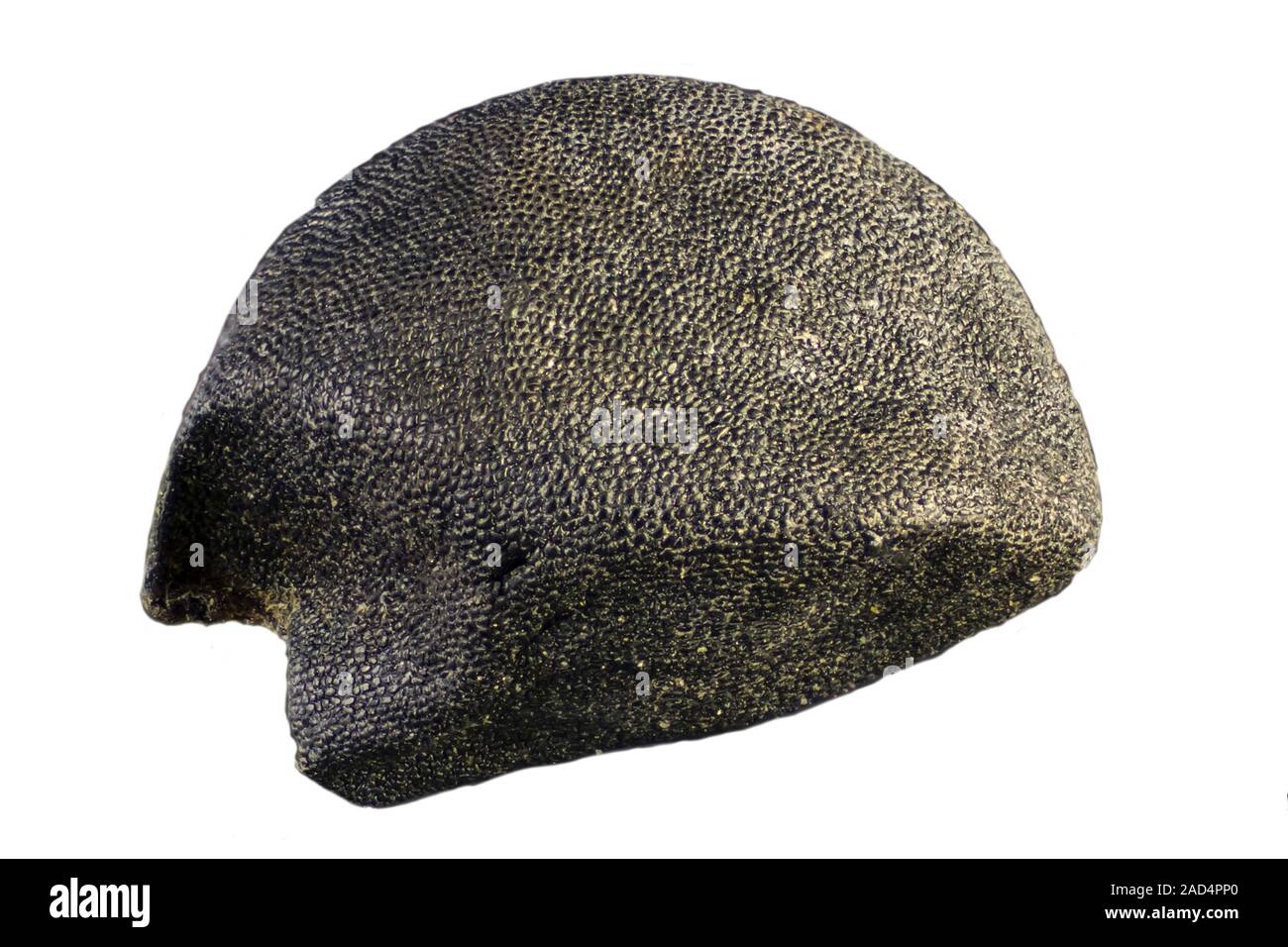 Light micrograph of a seed grain of Allium cepa, onion, showing a ...