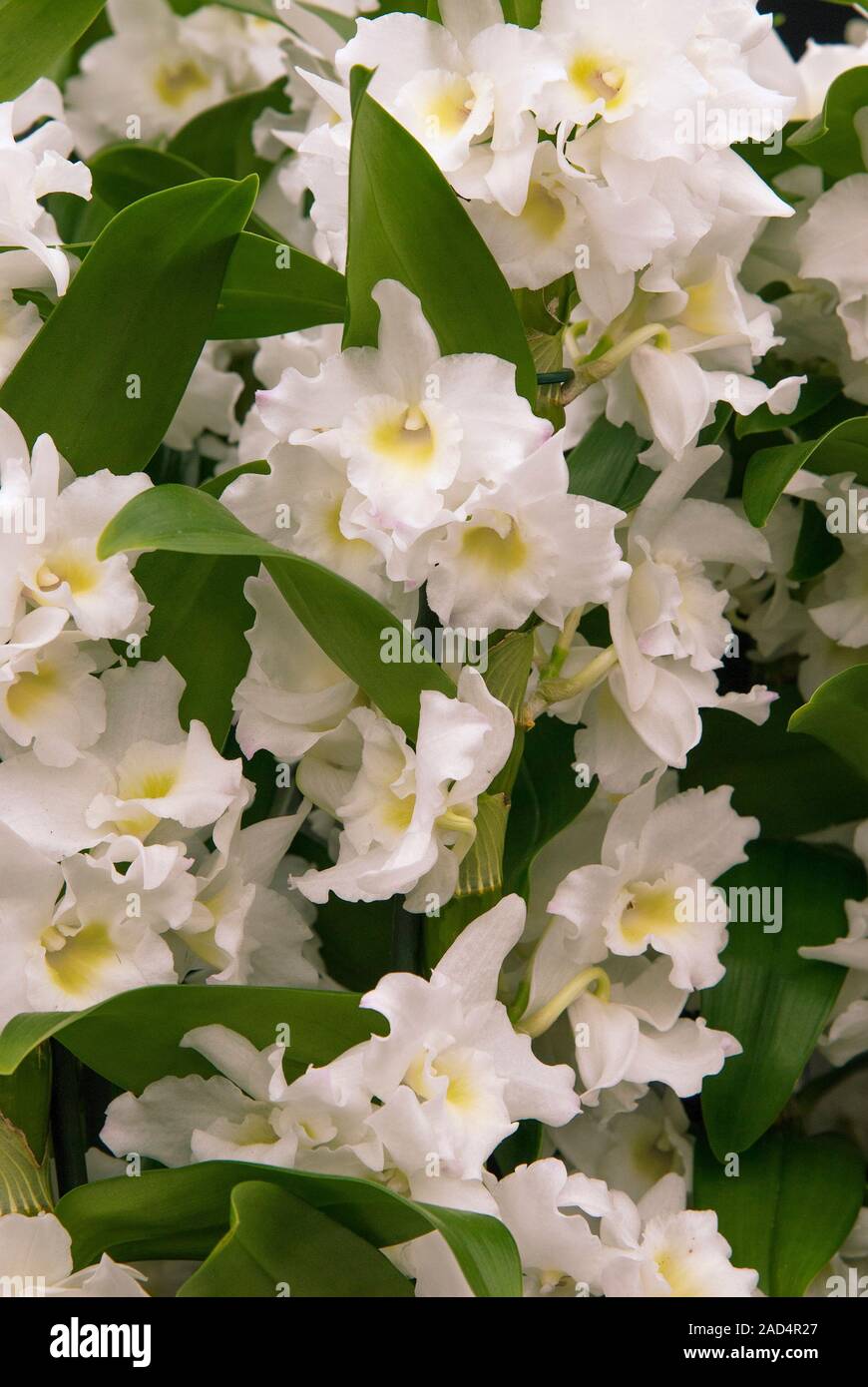Dendrobium 'Spring Dream' Stock Photo - Alamy