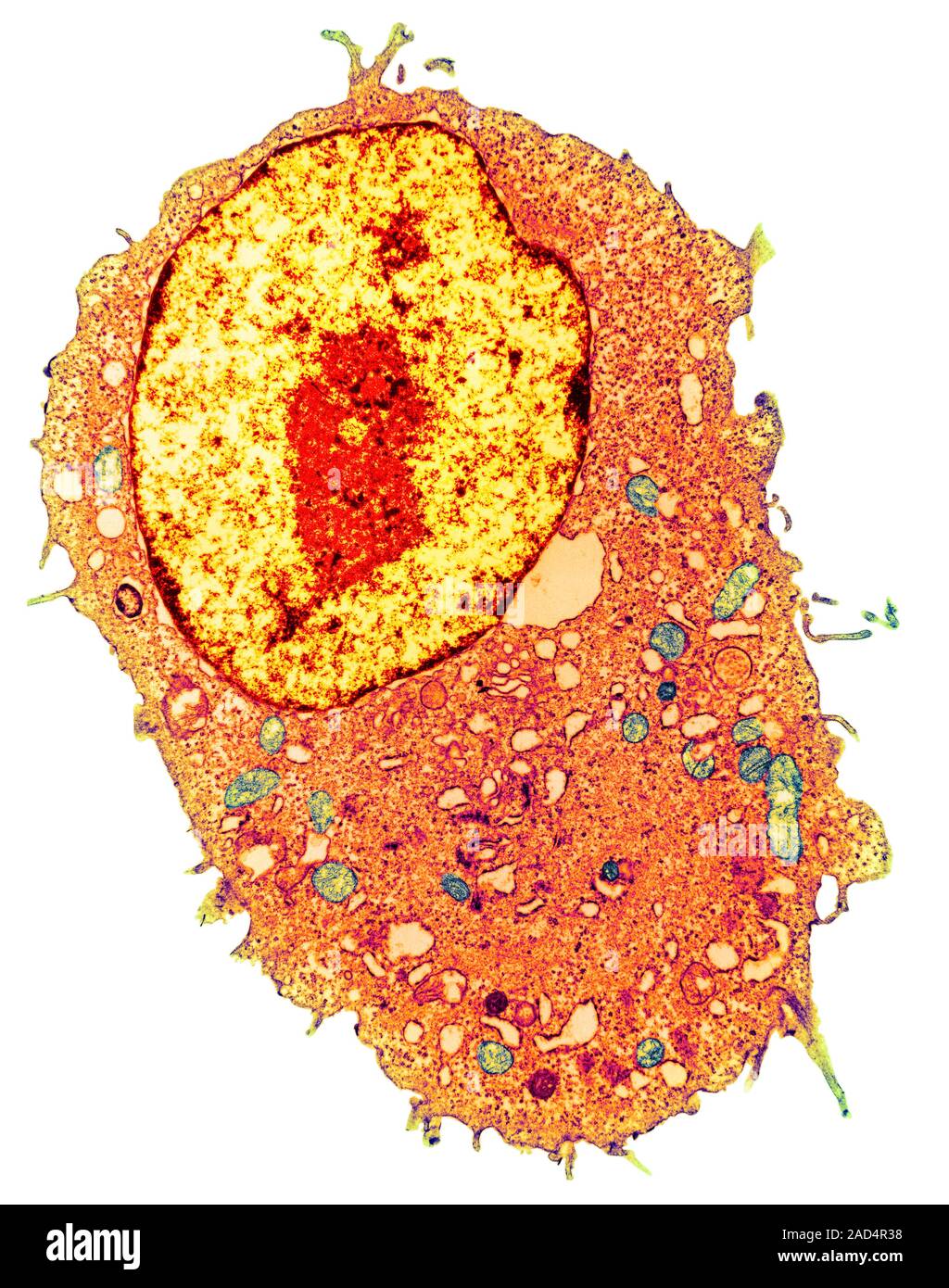 Animal cell. Coloured transmission electron micrograph (TEM) of a ...