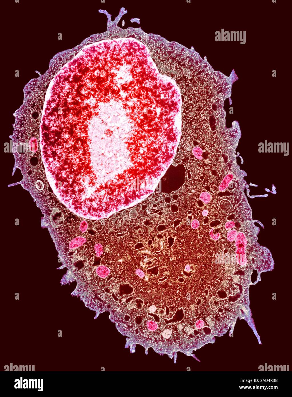 Animal cell. Coloured transmission electron micrograph (TEM) of a ...