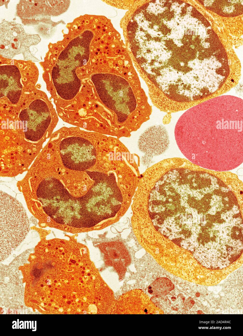 Blood cell formation. Coloured transmission electron micrograph (TEM ...