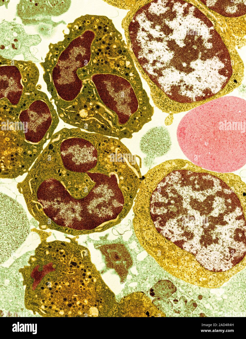 Blood cell formation. Coloured transmission electron micrograph (TEM ...