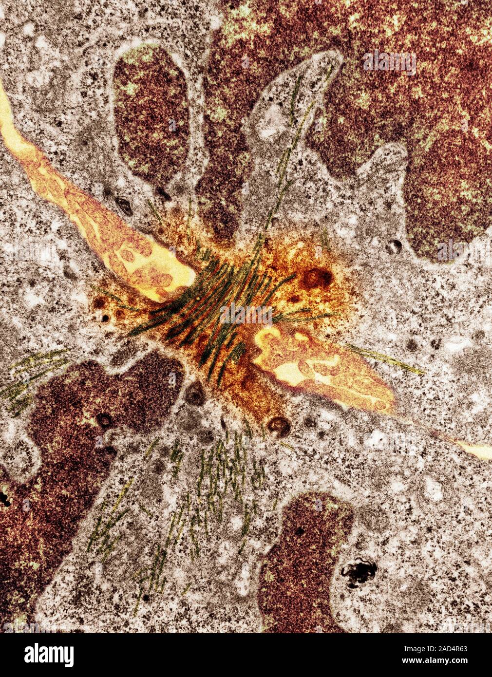 Cell division. Coloured transmission electron micrograph (TEM) of the ...