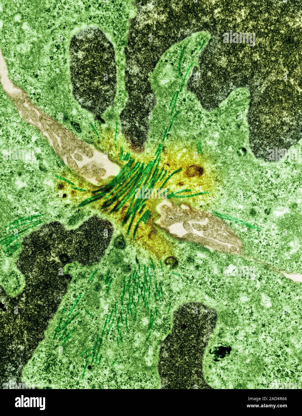 Cell division. Coloured transmission electron micrograph (TEM) of the ...