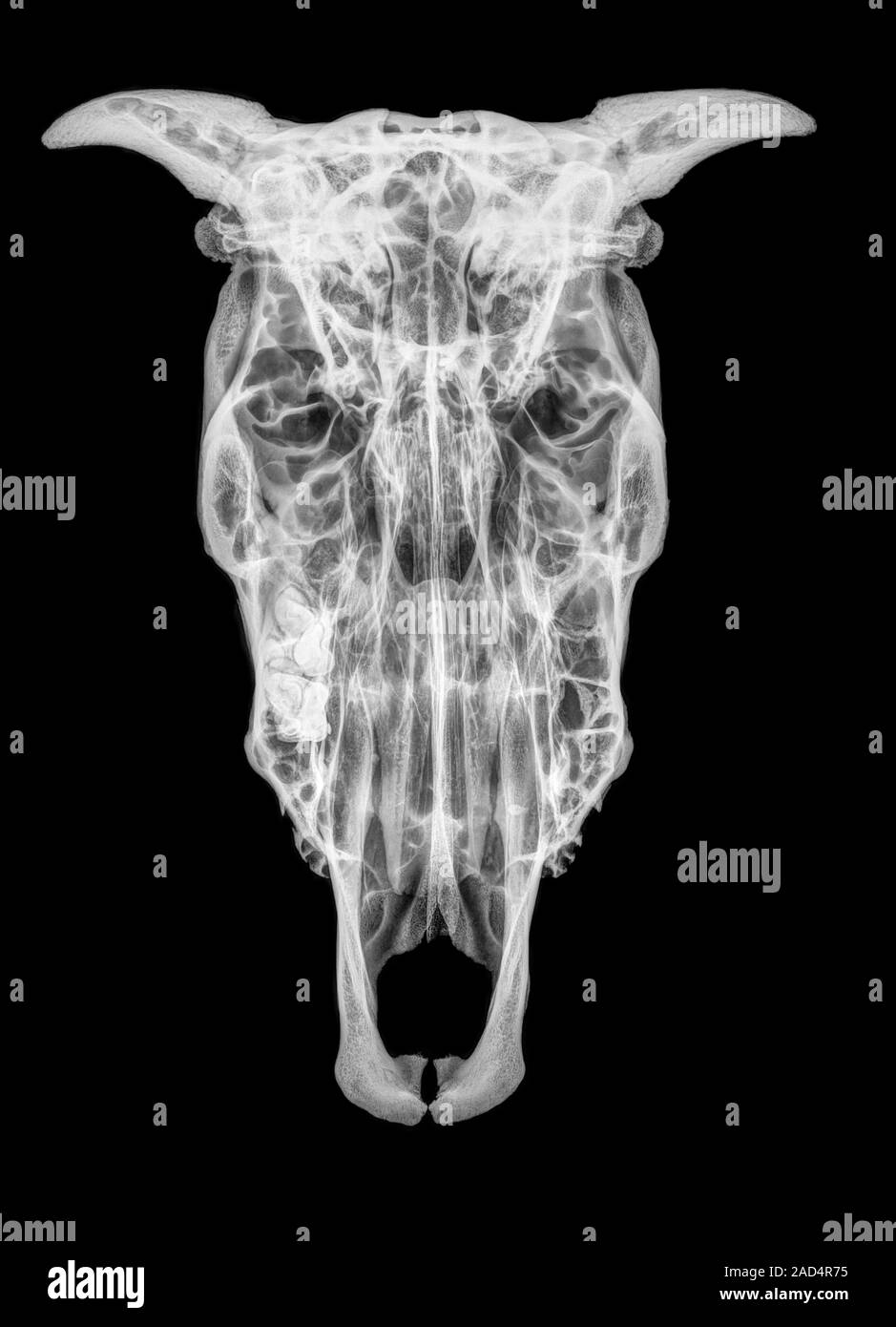 Top view X-ray of a skull of a cow on black background Stock Photo - Alamy