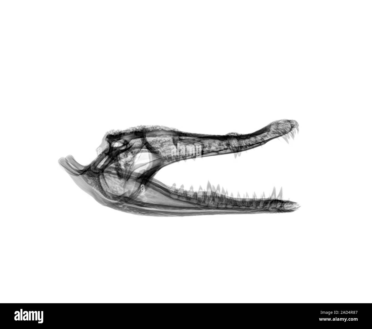 Side view X-ray of a skull of a Nile crocodile on white background ...
