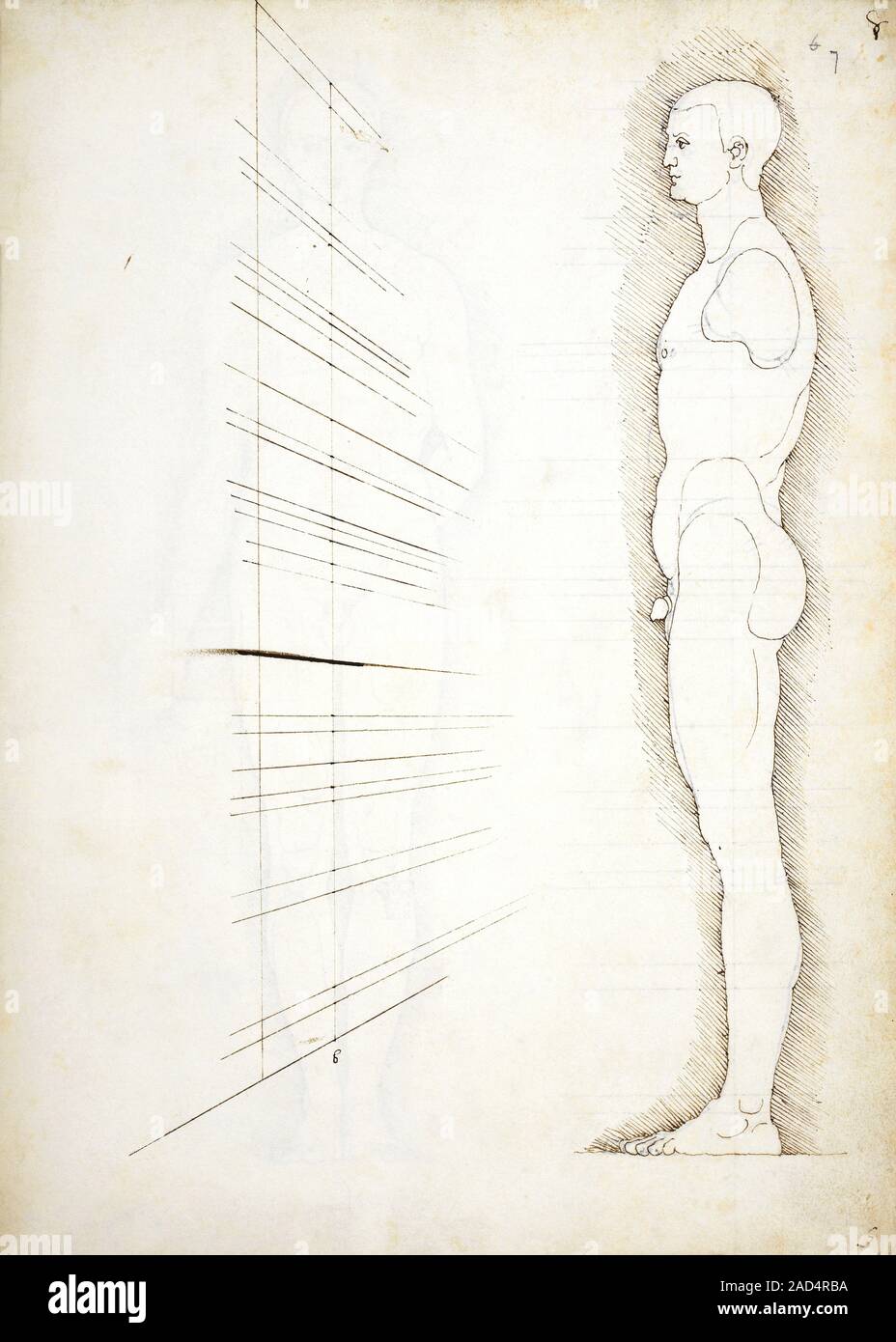 Study in human proportions by Durer. Male body (side view) and ...