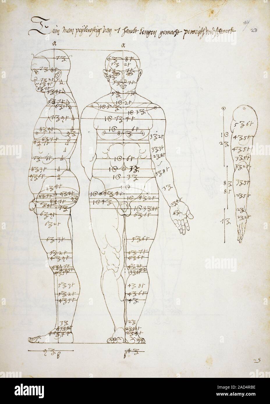Study in human proportions by Durer. Male body (front and side view ...
