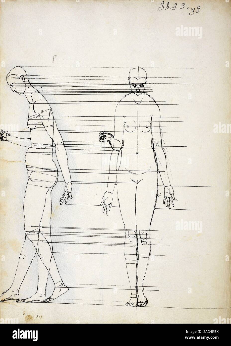 Study in human proportions by Durer. Female body (side and front views ...