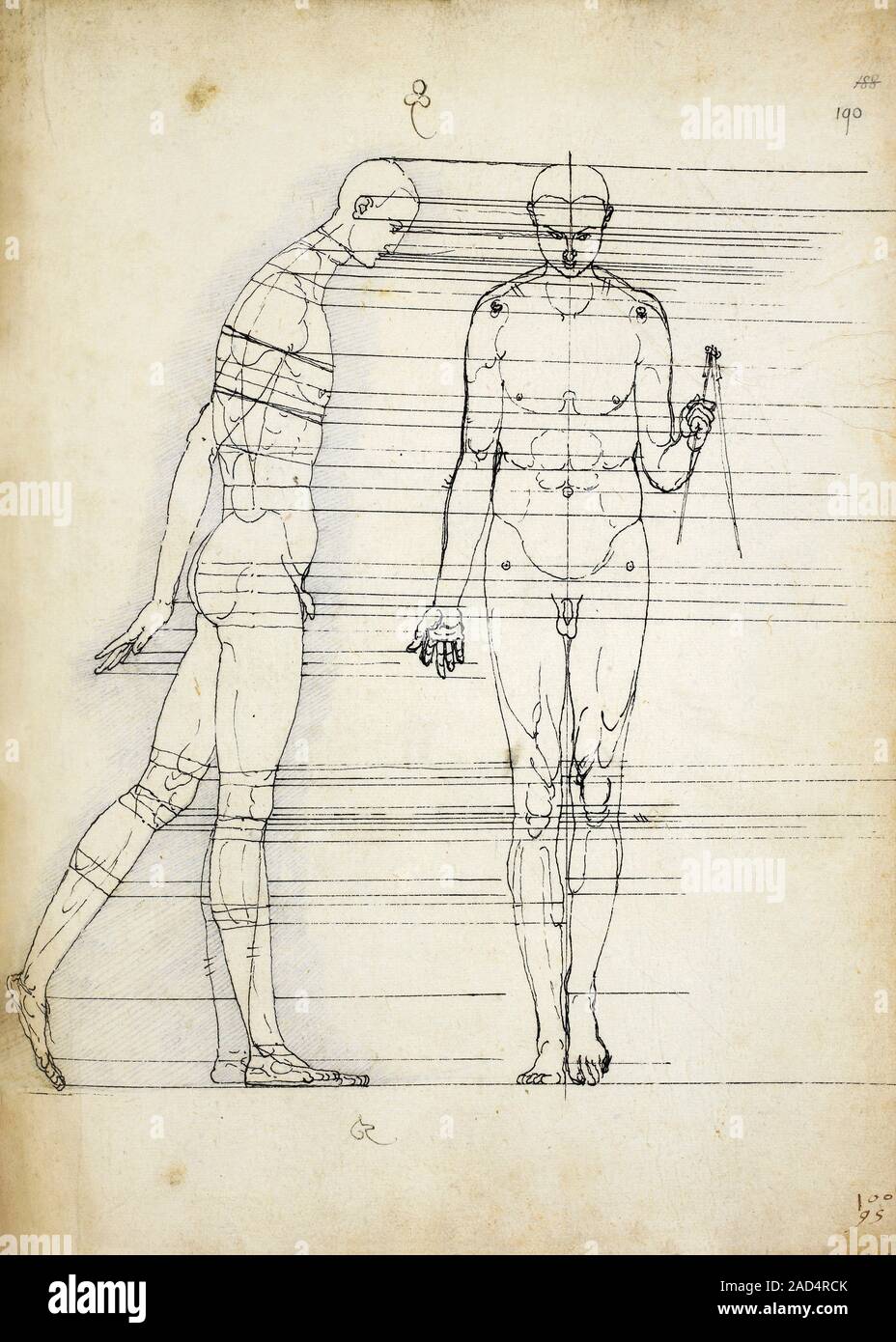 Study in human proportions by Durer. Male body (side and front views ...