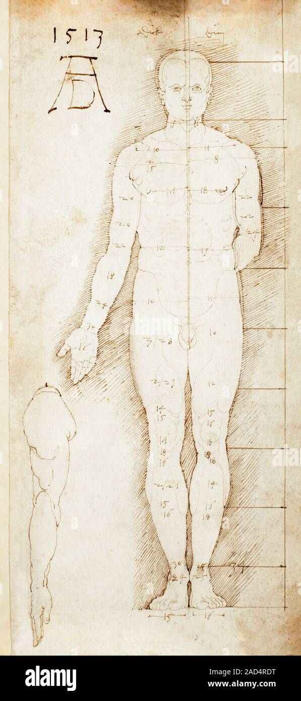 Study in human proportions by Durer. Male body (front view) as sketched ...