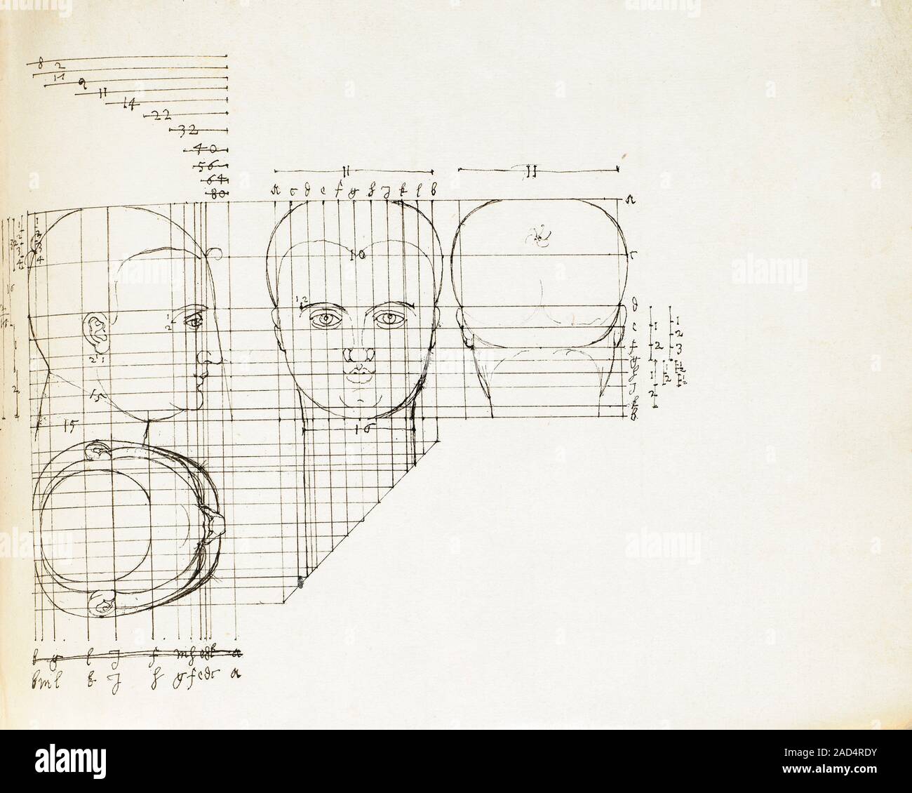 Study in human proportions by Durer. Human head (various views) as ...