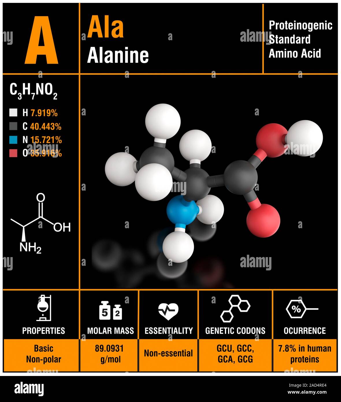 Molecular model of Alanine (C3. H7. N. O2), a small non-essential ...