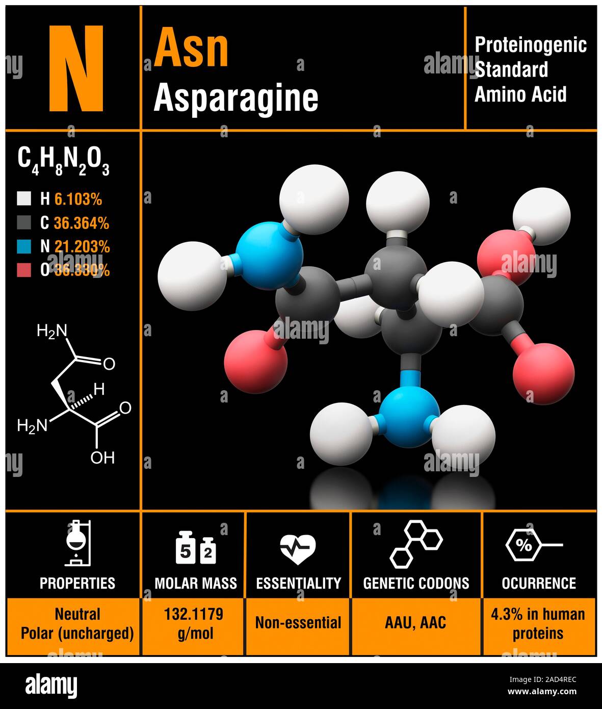 Molecular model of Asparagine (C4. H8. N2. O3), a pH neutral, polar and ...