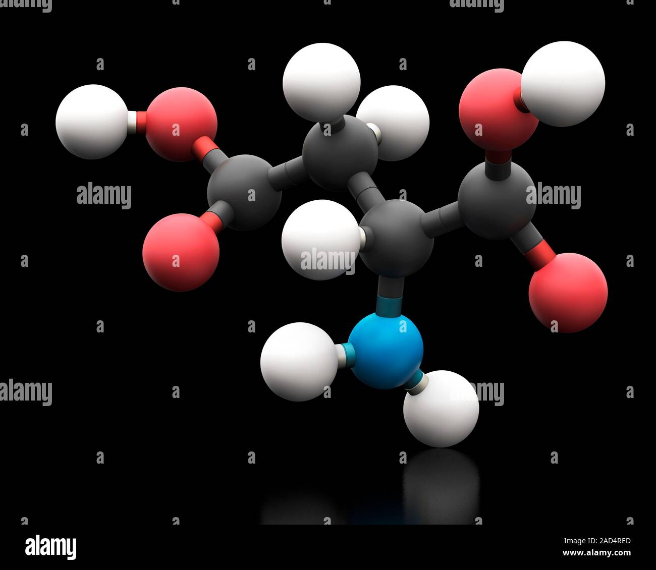 Molecular model of Aspartic Acid or Aspartate (C4. H7. NO4), a negative charged, non-essential ...