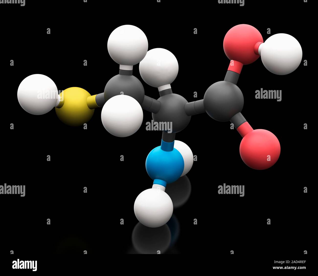 Molecular model of Cysteine (C3. H7. NO2. S), a non-essential sulphur ...
