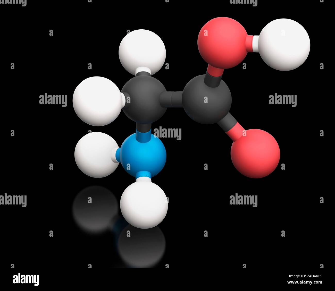 Molecular model of Glycine, the smallest and simplest of all ...